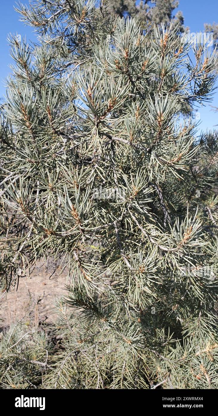 singleleaf pinyon (Pinus monophylla) Plantae Stock Photo - Alamy