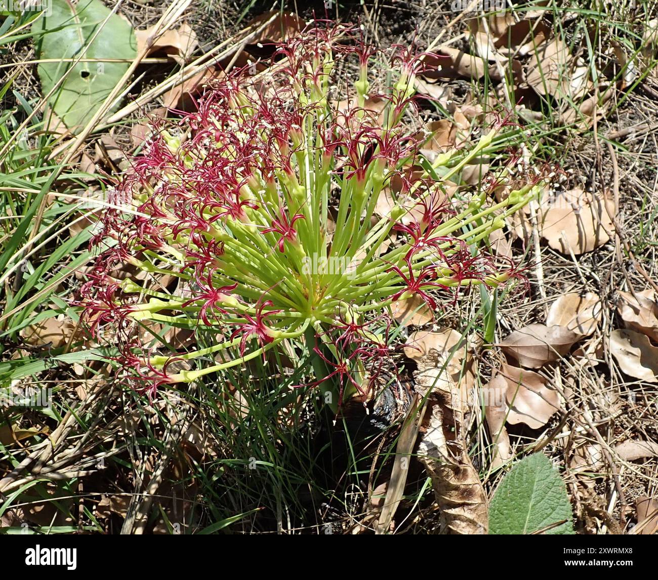 Poison-bulb (Boophone disticha) Plantae Stock Photo - Alamy