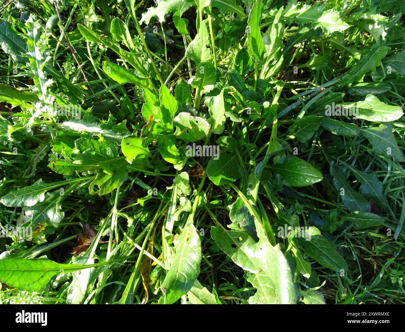 sea beet (Beta vulgaris maritima) Plantae Stock Photo - Alamy