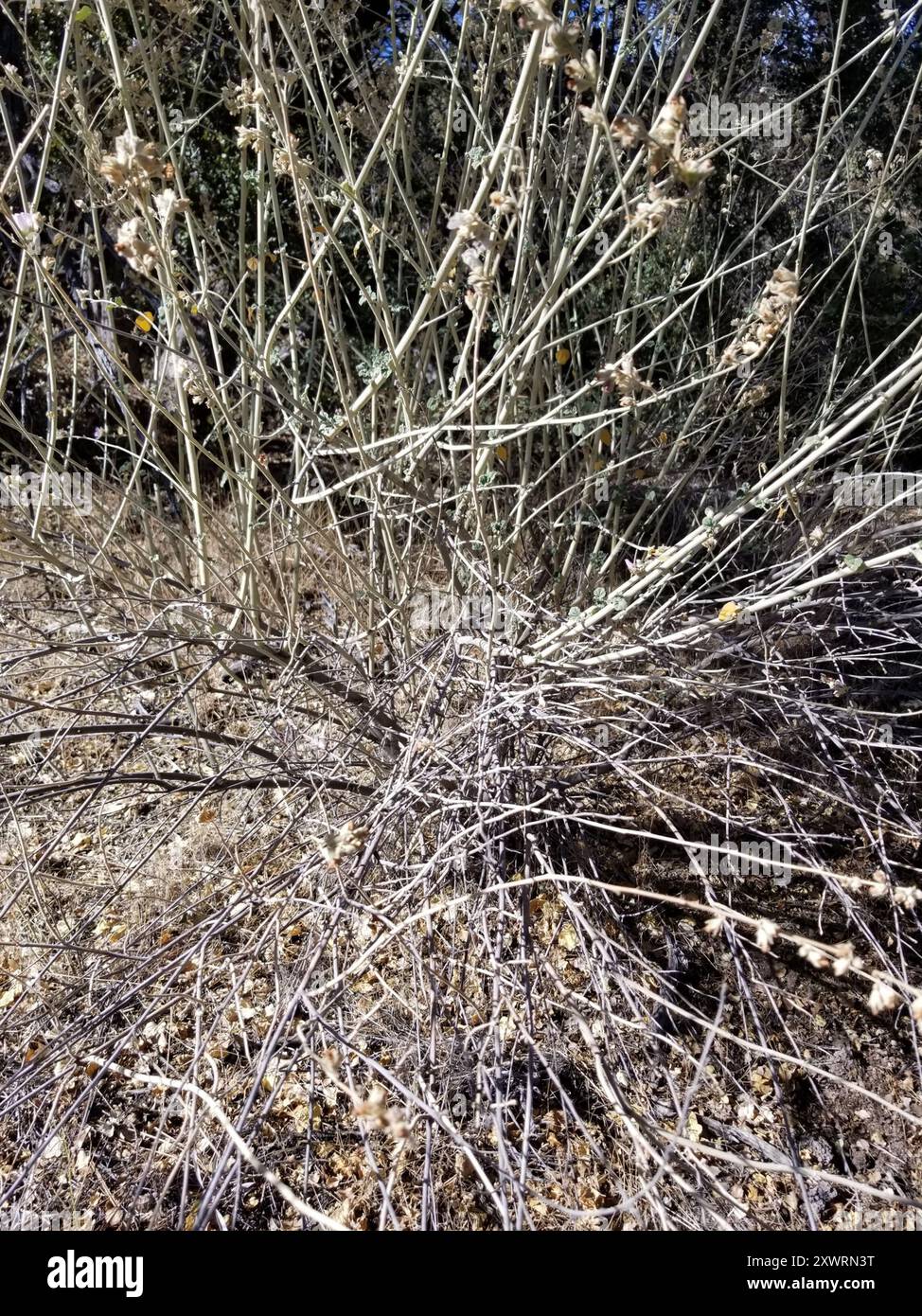 southern coastal bushmallow (Malacothamnus fasciculatus) Plantae Stock ...