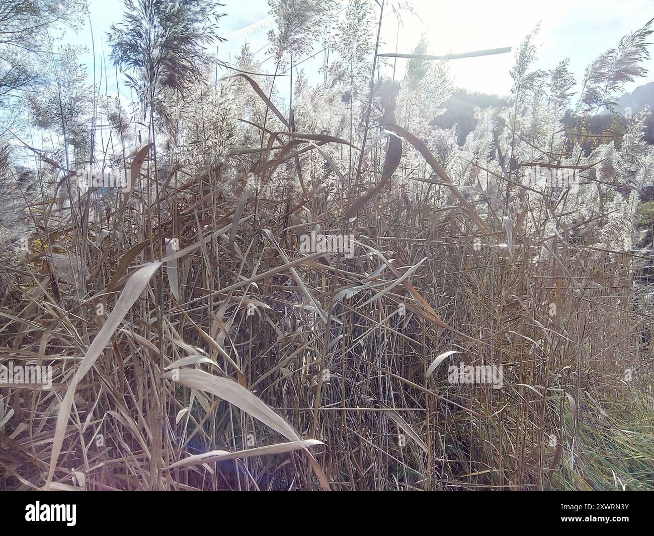 common reed (Phragmites australis) Plantae Stock Photo - Alamy