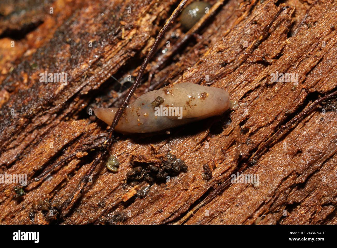 Milky Slug (Deroceras reticulatum) Mollusca Stock Photo - Alamy