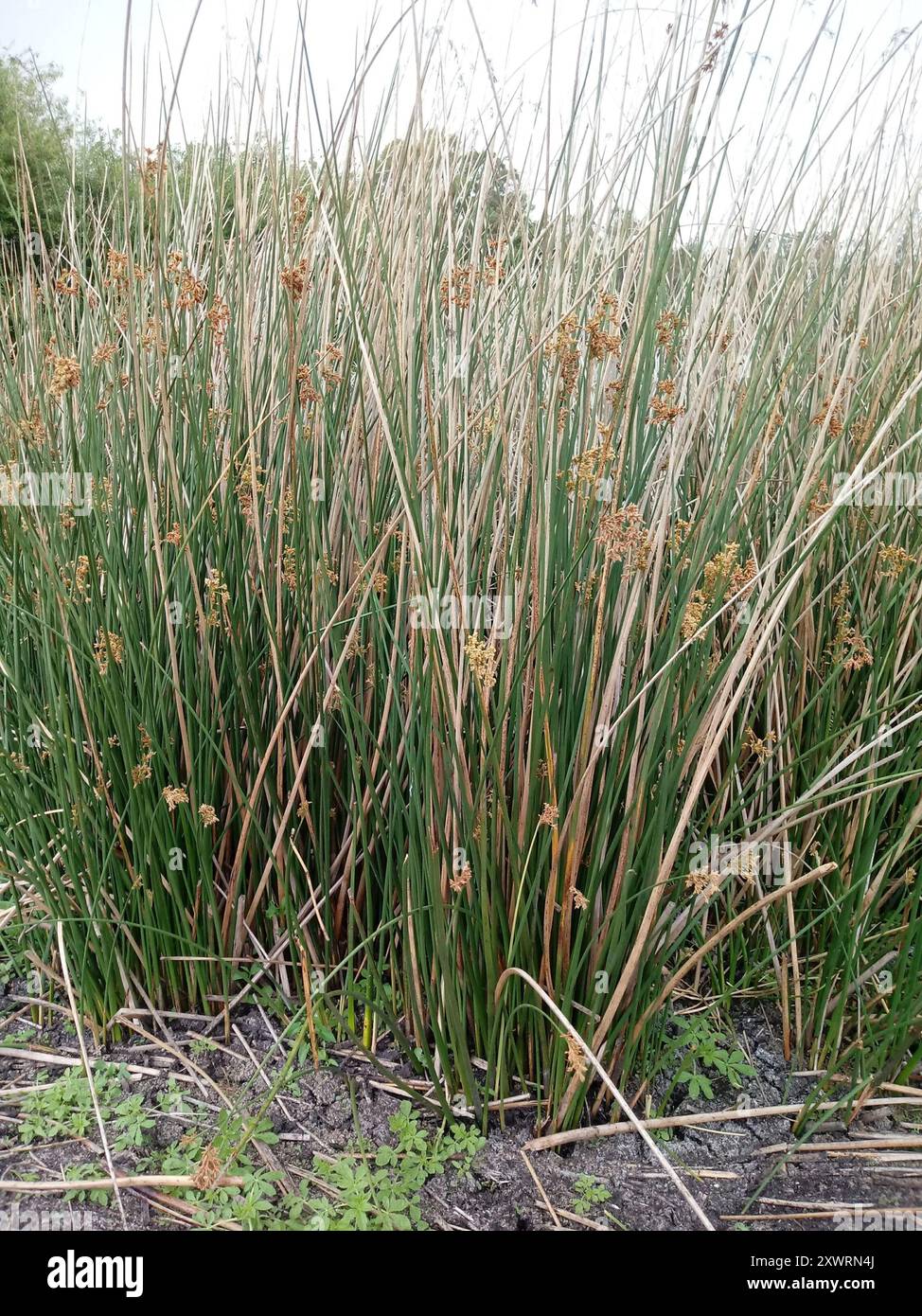 (Cyperus giganteus) Plantae Stock Photo - Alamy