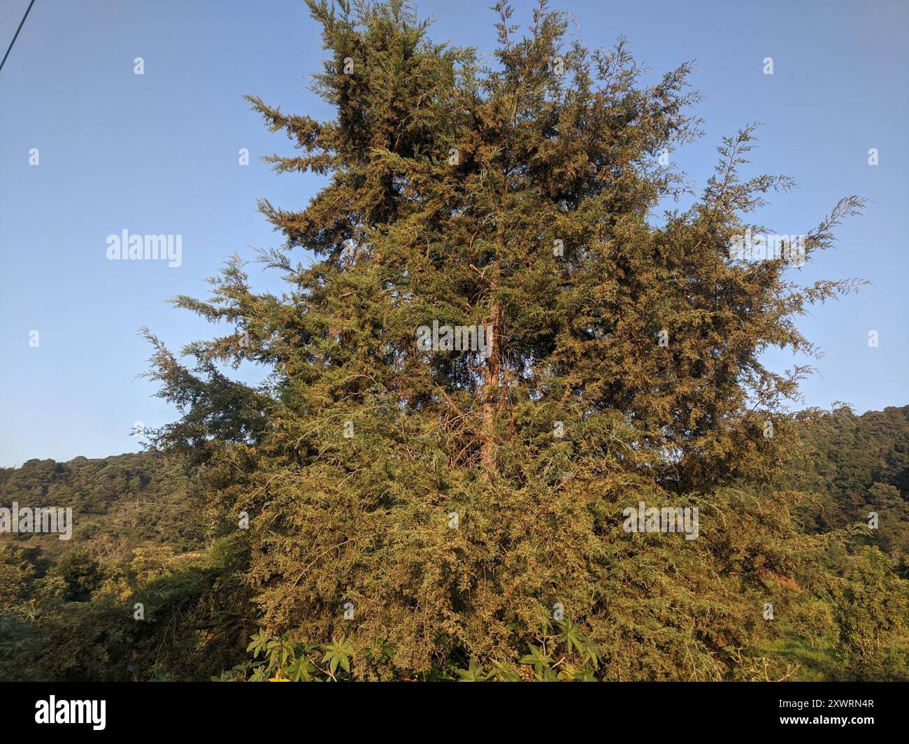 cedar of Goa (Hesperocyparis lusitanica) Plantae Stock Photo - Alamy