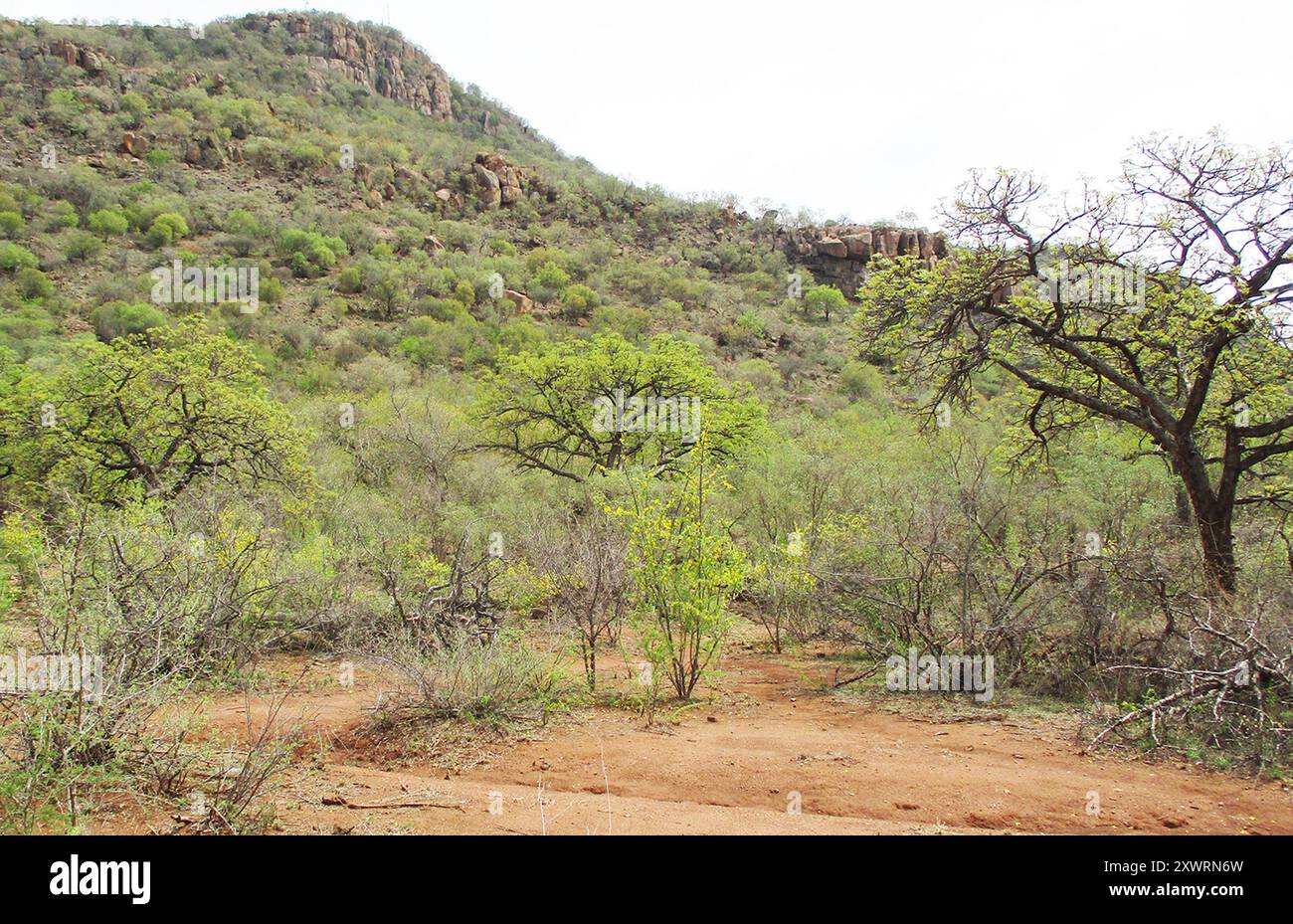 Kalahari Gold (Rhigozum brevispinosum) Plantae Stock Photo - Alamy