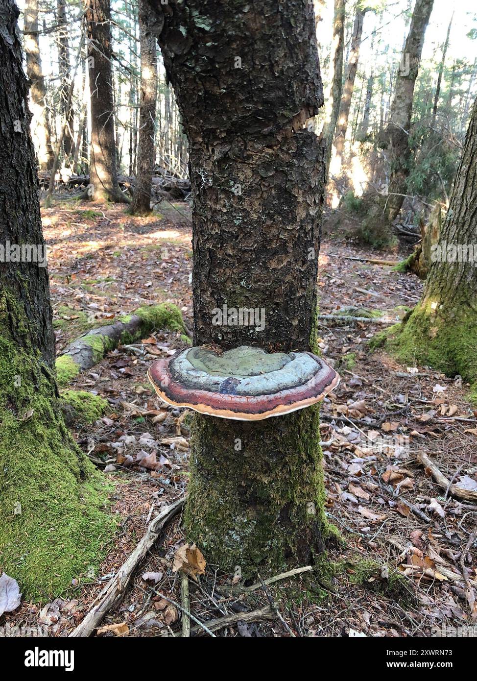 Northern Red Belt (Fomitopsis mounceae) Fungi Stock Photo - Alamy