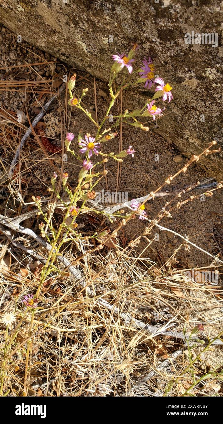 California Aster (Corethrogyne filaginifolia) Plantae Stock Photo - Alamy