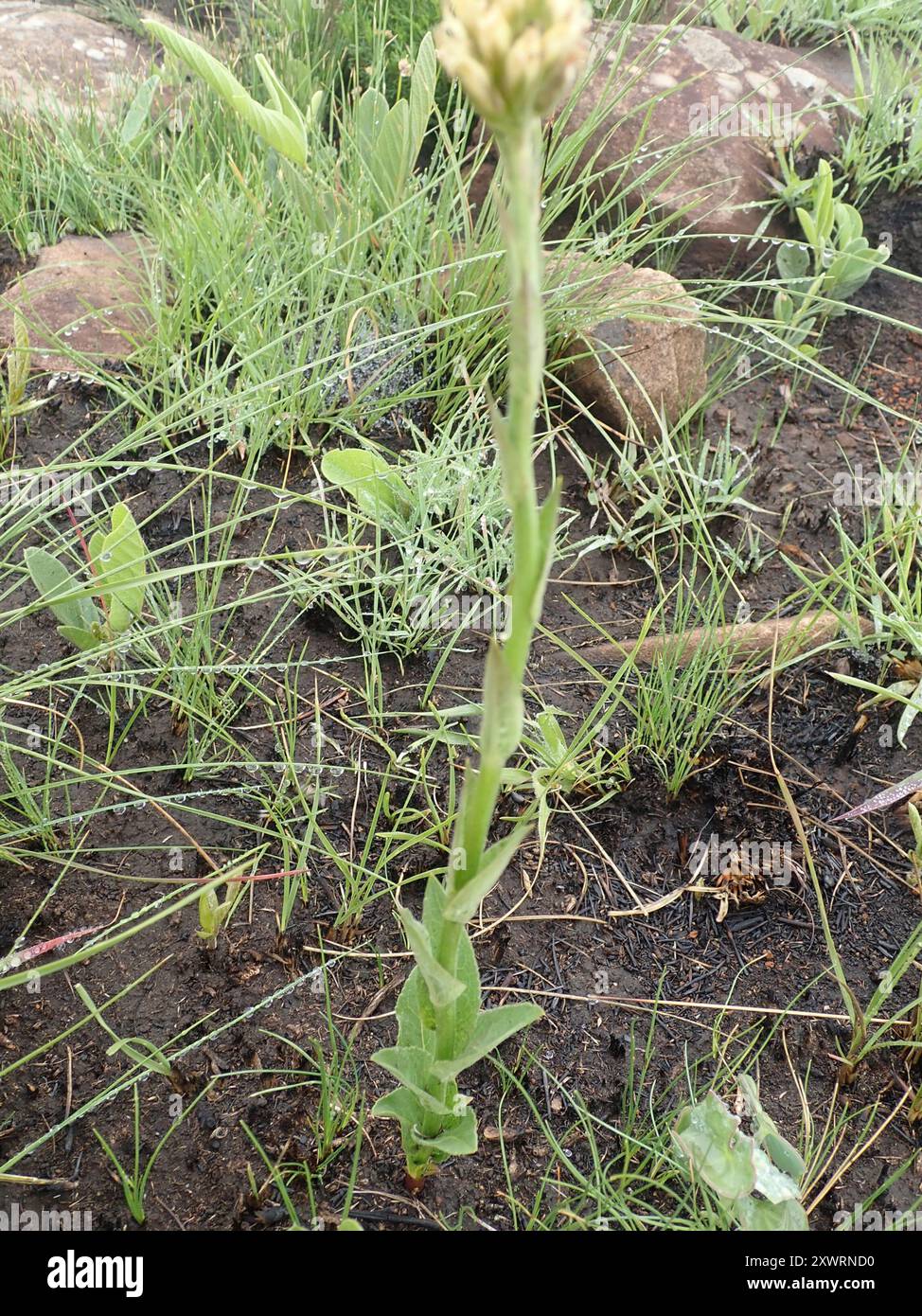 Tall Baroe (Cyphia elata) Plantae Stock Photo - Alamy