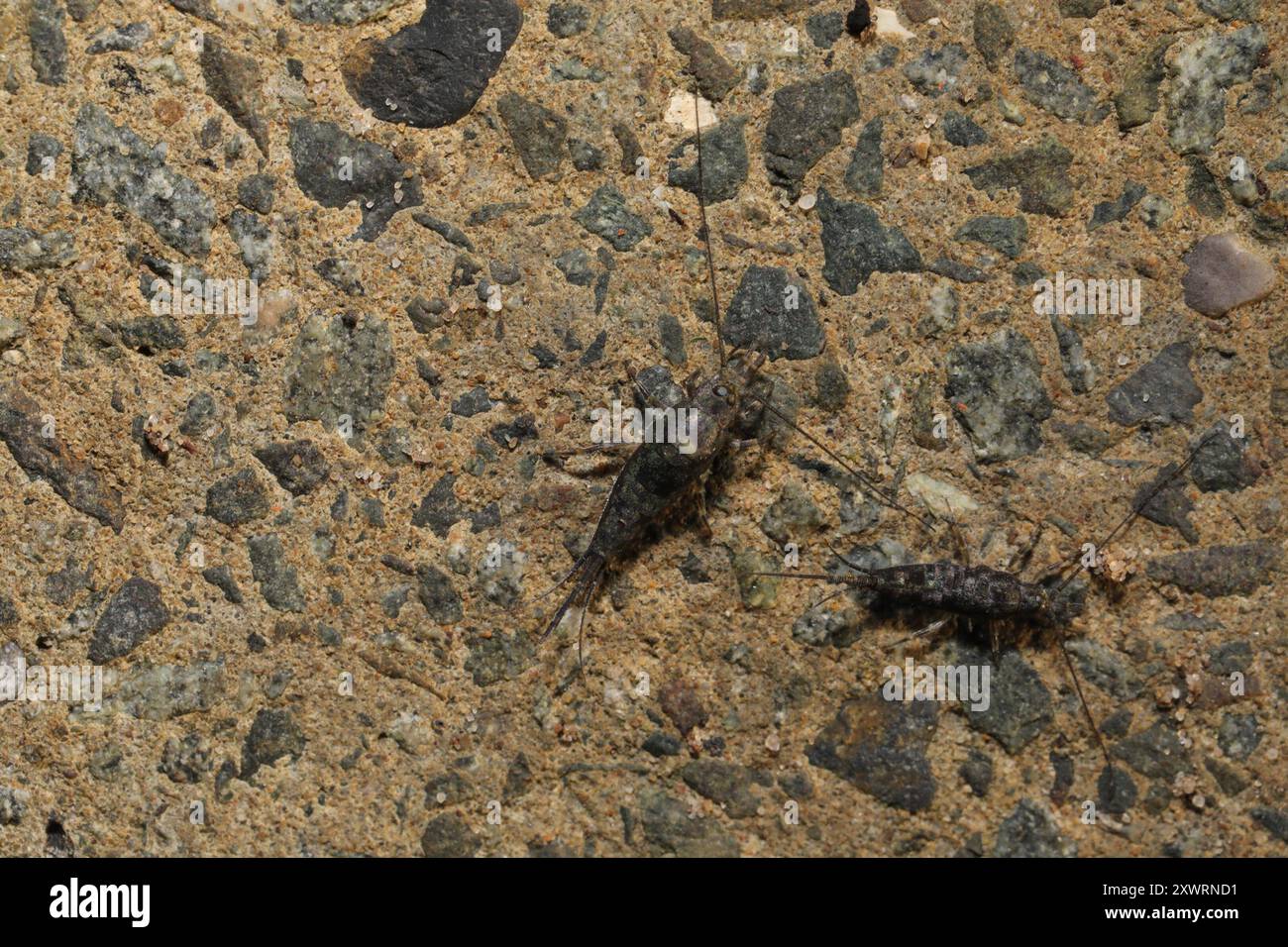 Shore Bristletail (Petrobius maritimus) Insecta Stock Photo - Alamy