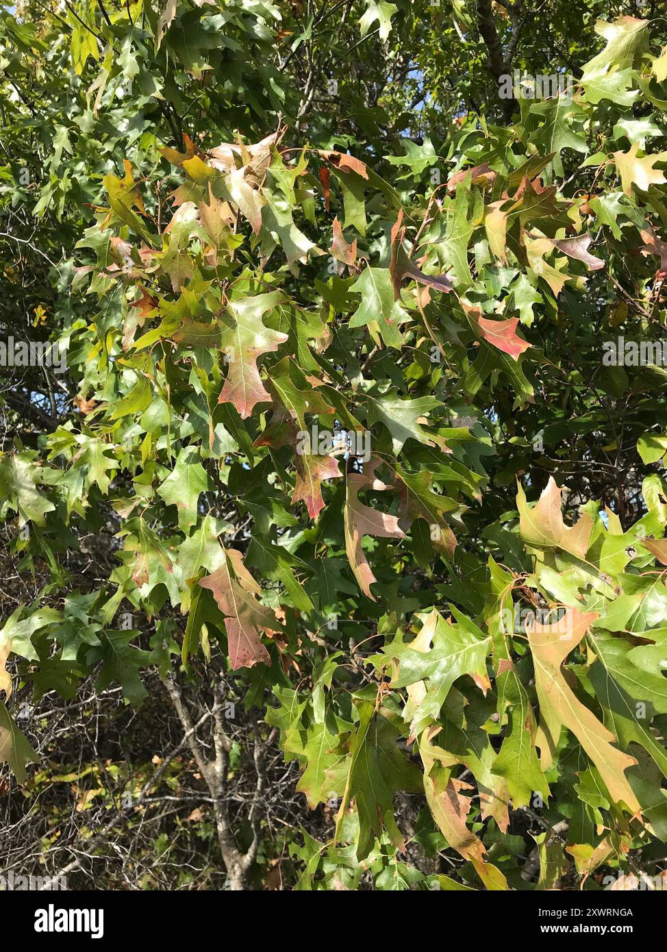 Buckley's oak (Quercus buckleyi) Plantae Stock Photo - Alamy