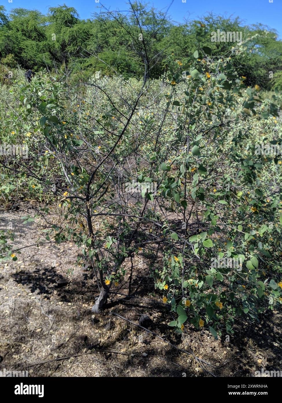 Sida fallax hi-res stock photography and images - Alamy