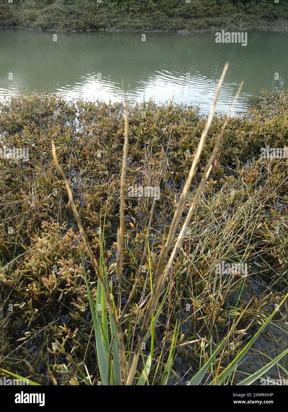 common cordgrass (Sporobolus anglicus) Plantae Stock Photo - Alamy