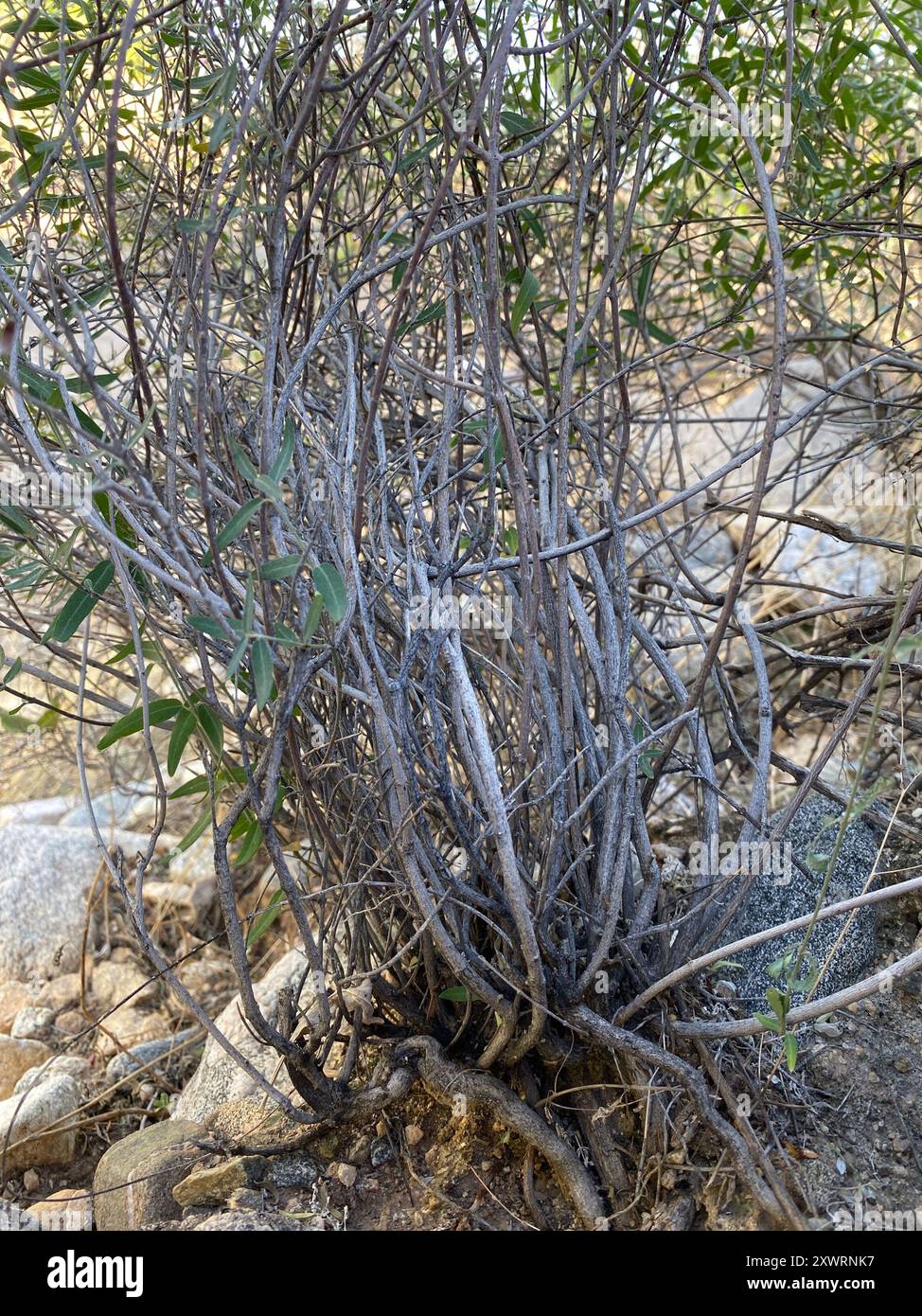 Janusia gracilis hi-res stock photography and images - Alamy