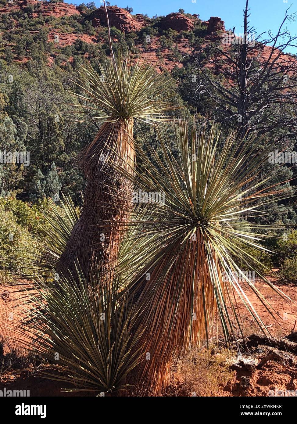 soaptree yucca (Yucca elata) Plantae Stock Photo - Alamy