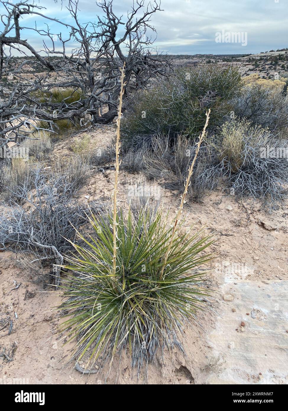 Narrowleaf yucca yucca angustissima hi-res stock photography and images ...