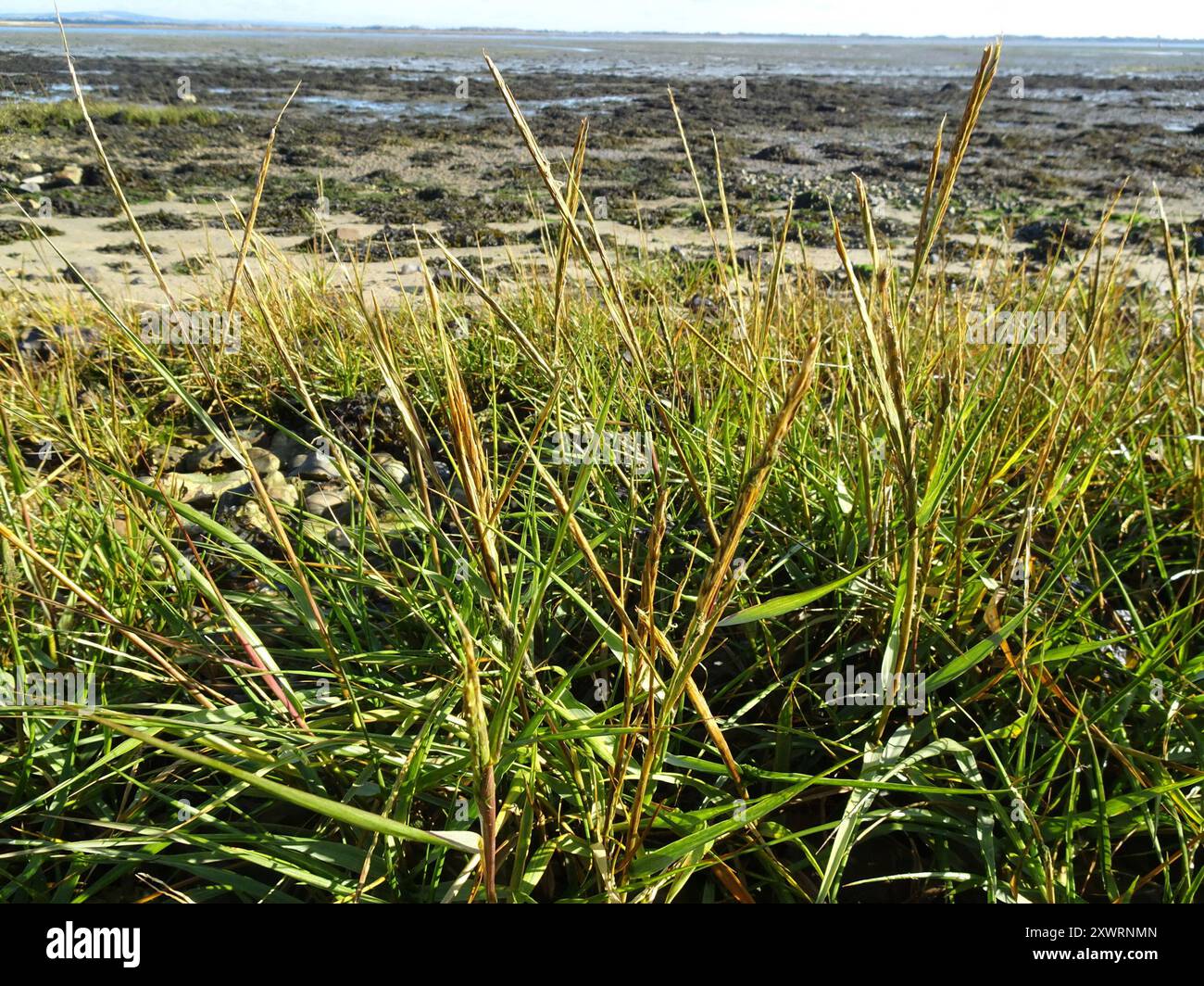 common cordgrass (Sporobolus anglicus) Plantae Stock Photo - Alamy