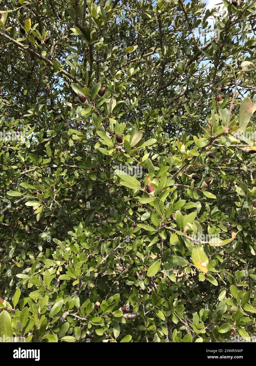 Texas live oak (Quercus fusiformis) Plantae Stock Photo - Alamy