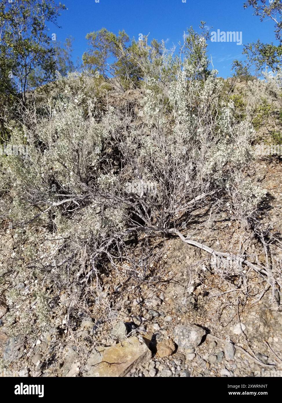 Desert Holly (Atriplex hymenelytra) Plantae Stock Photo - Alamy