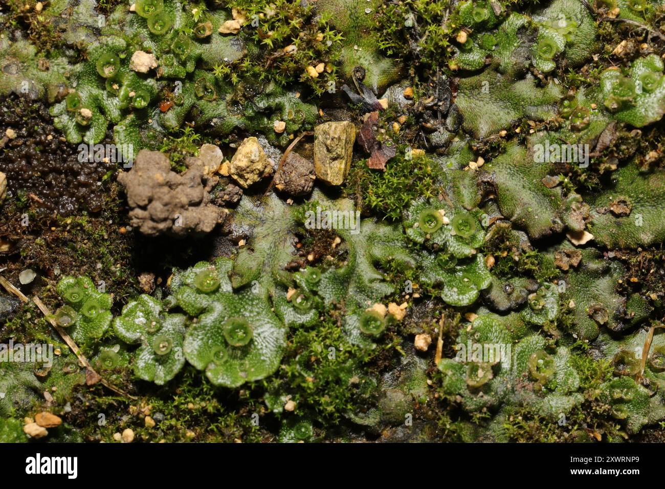 Common Liverwort (Marchantia polymorpha) Plantae Stock Photo - Alamy