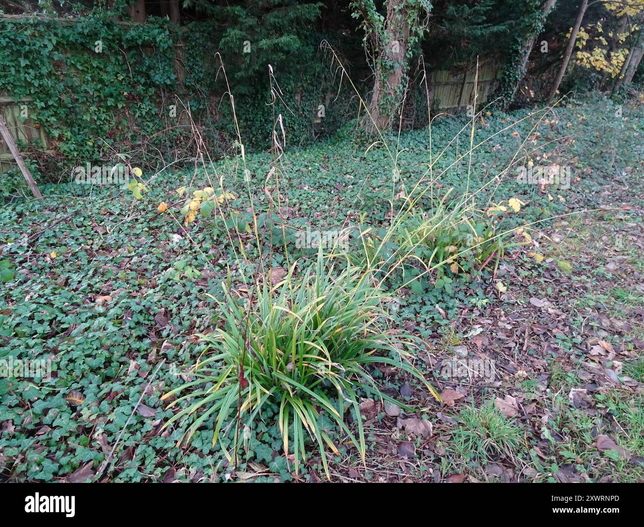 Hanging sedge (Carex pendula) Plantae Stock Photo - Alamy