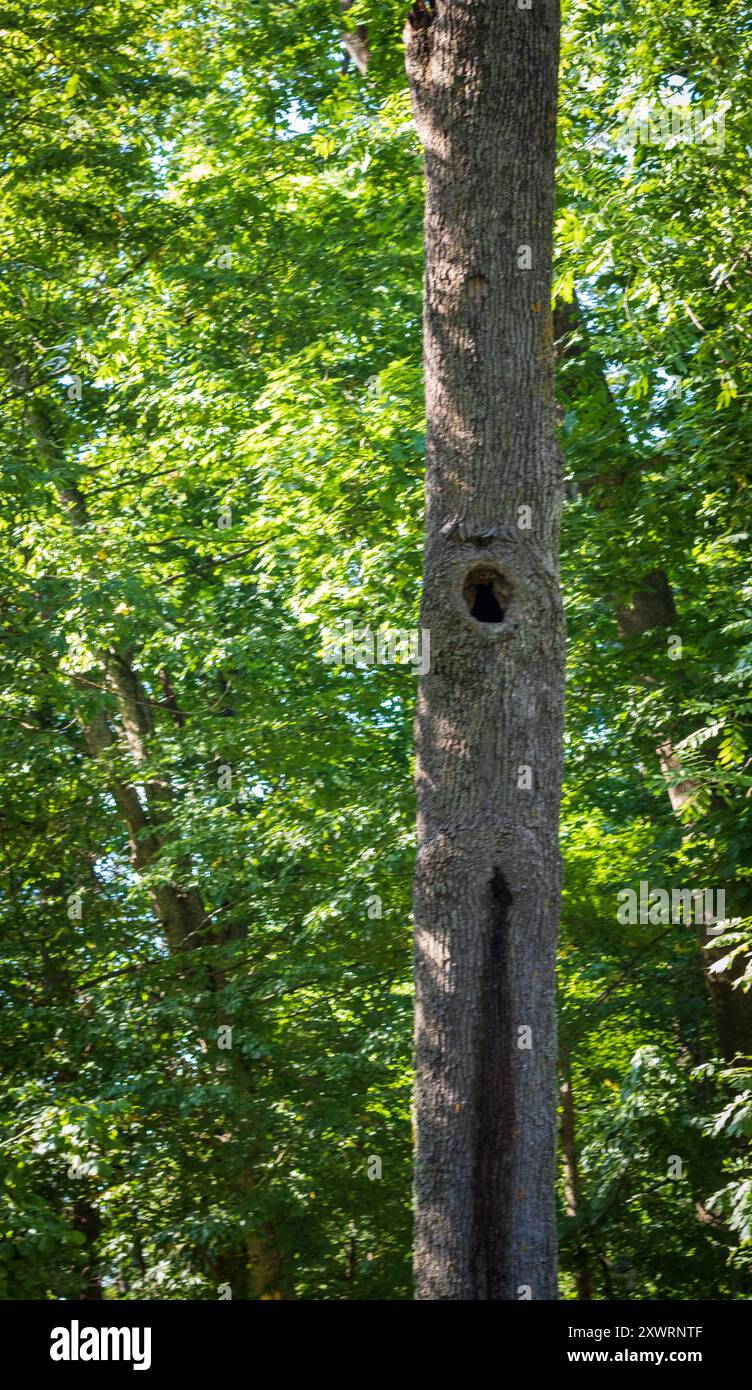 Beautiful shot park trees hi-res stock photography and images - Alamy