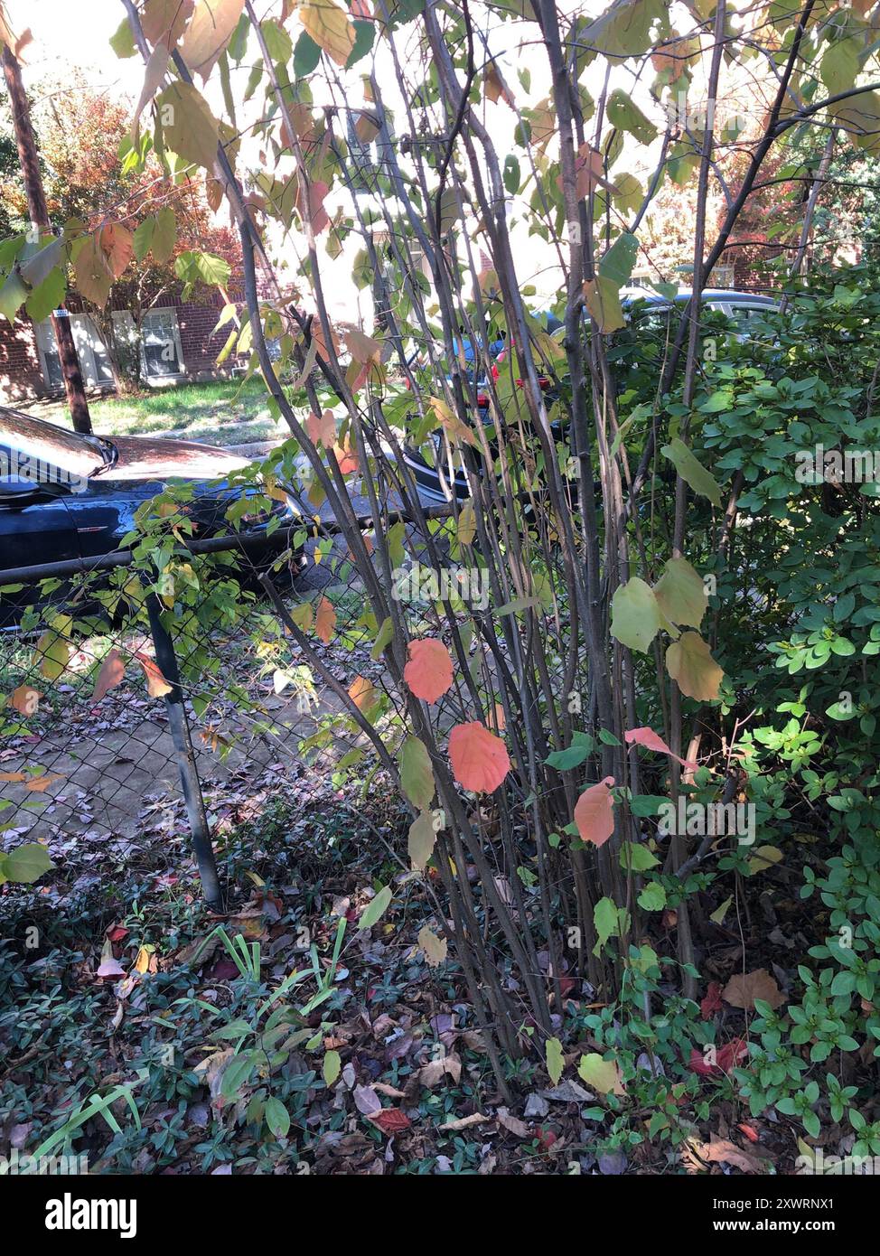 plants (Plantae) Plantae Stock Photo - Alamy