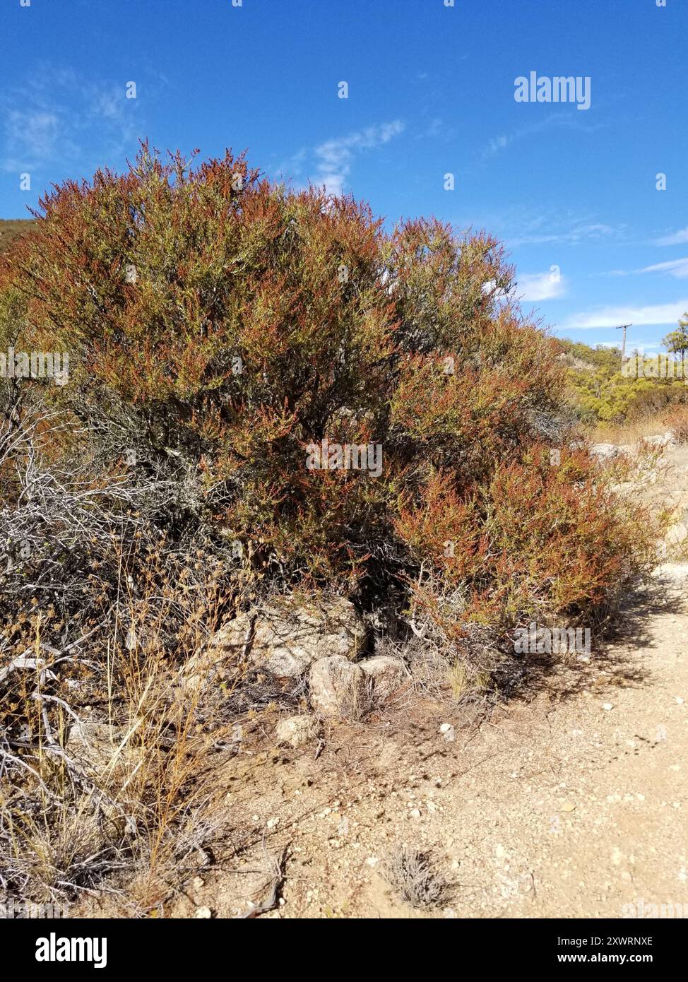 chamise (Adenostoma fasciculatum) Plantae Stock Photo - Alamy