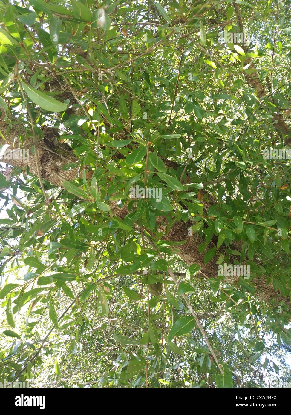 swamp laurel oak (Quercus laurifolia) Plantae Stock Photo - Alamy