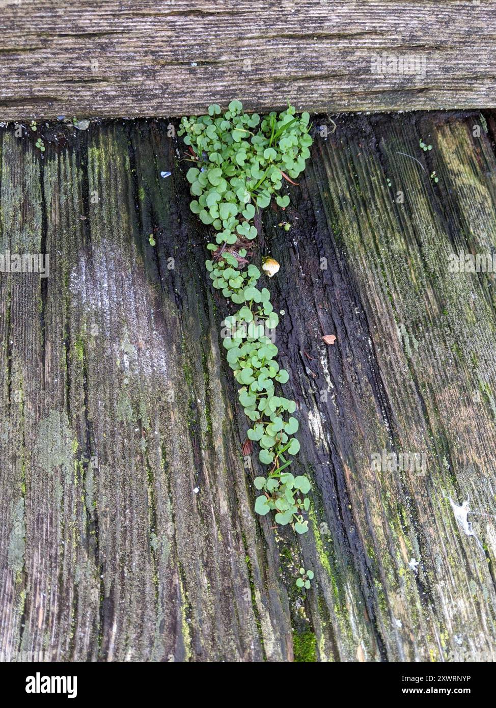 vascular plants (Tracheophyta) Plantae Stock Photo - Alamy