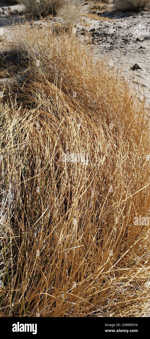grasses (Poaceae) Plantae Stock Photo - Alamy