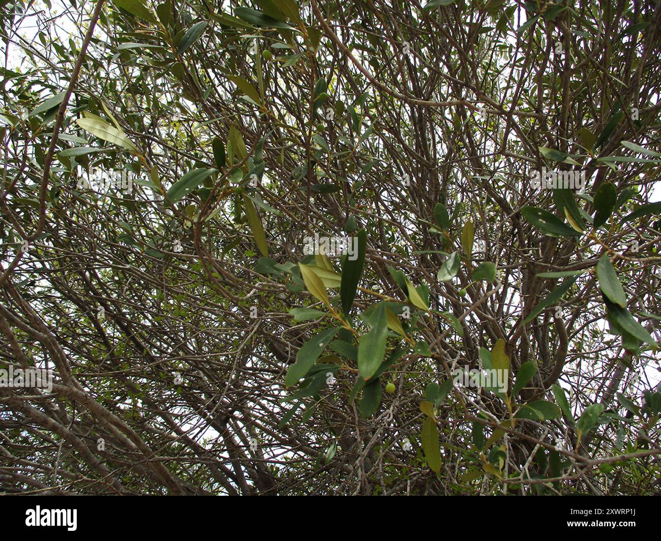 African olive (Olea europaea cuspidata) Plantae Stock Photo - Alamy