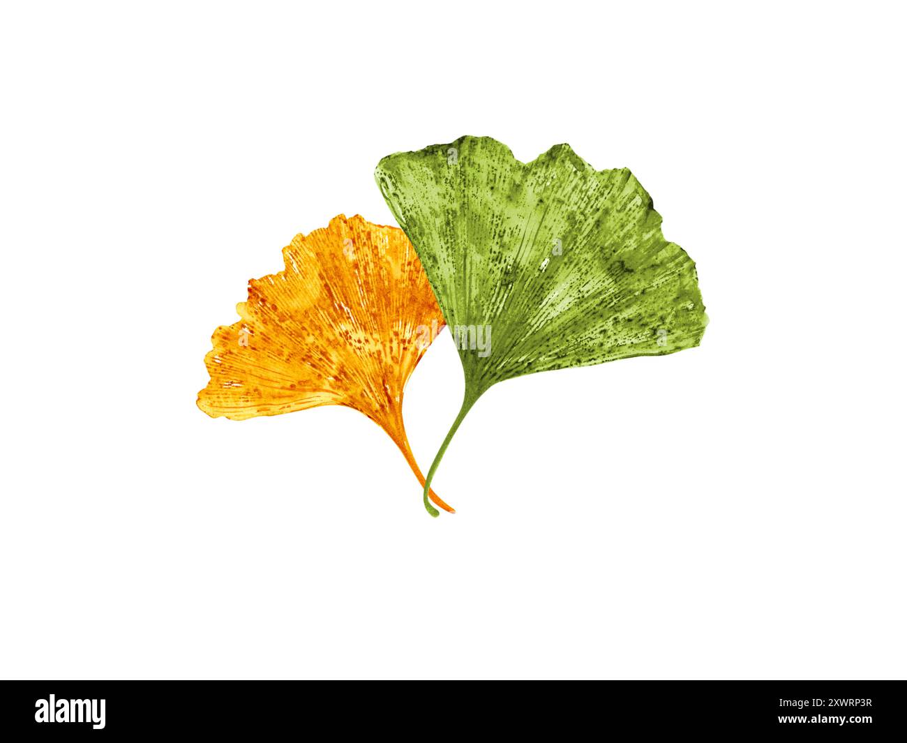 Yellow and green leaf imprints of biloba watercolor illustration ...