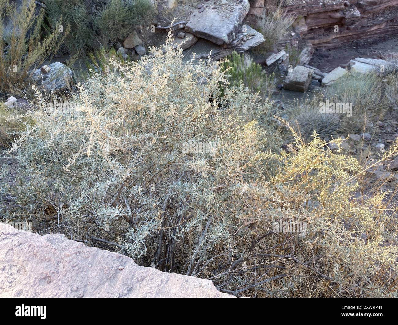 Fourwing Saltbush (Atriplex canescens) Plantae Stock Photo - Alamy