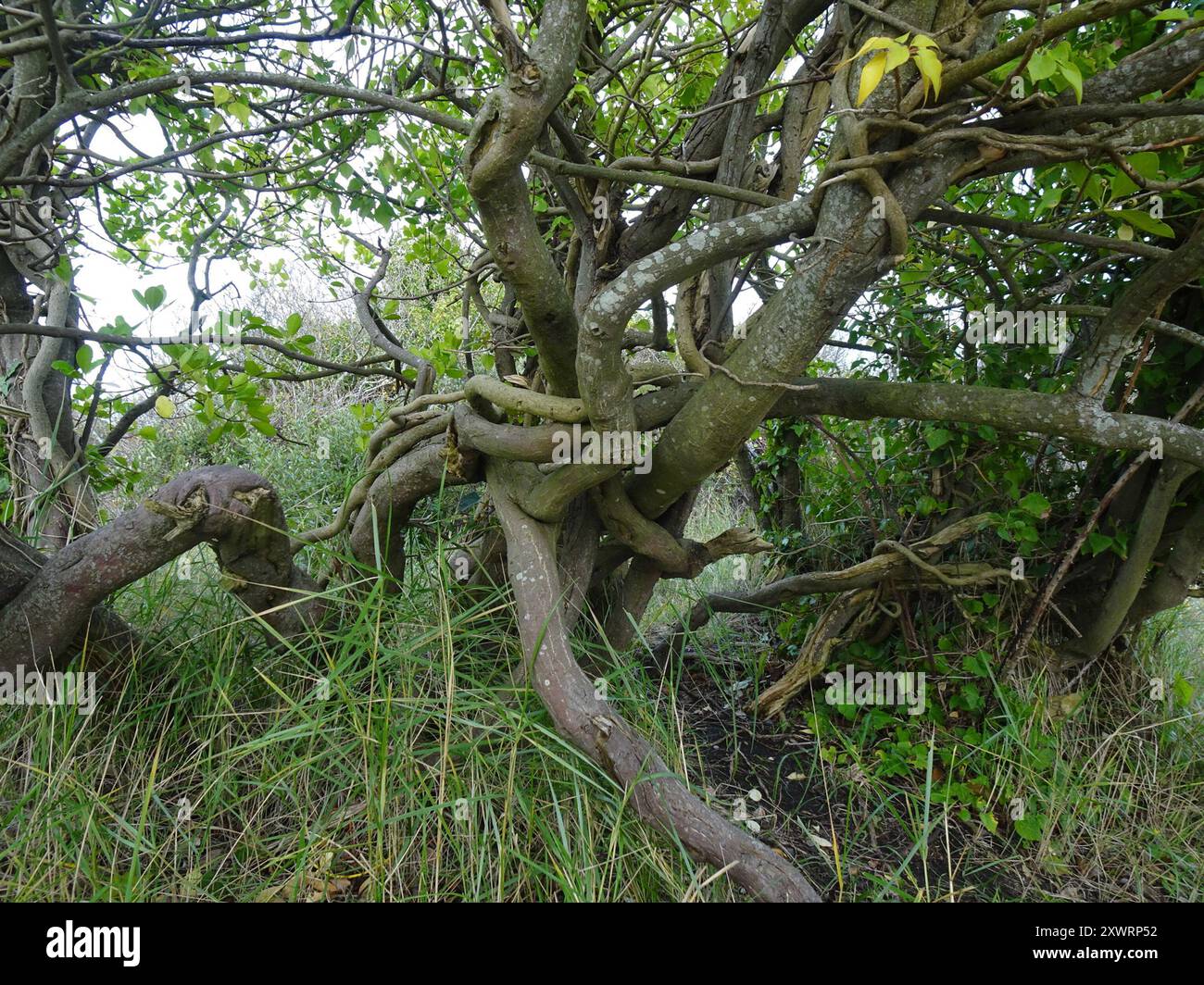 Japanese spindle tree (Euonymus japonicus) Plantae Stock Photo - Alamy