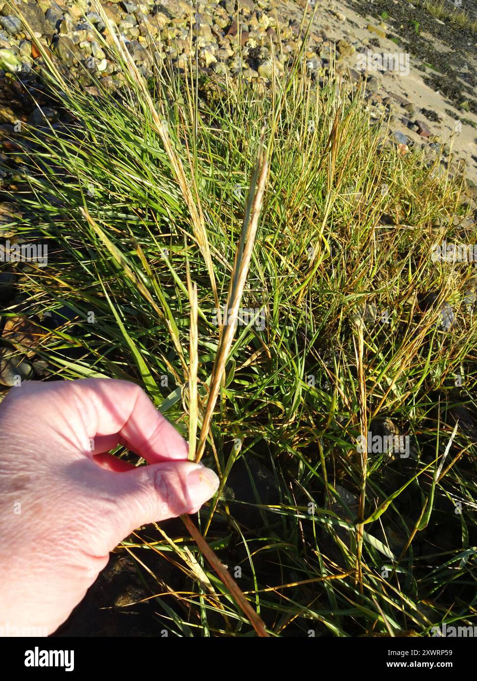 common cordgrass (Sporobolus anglicus) Plantae Stock Photo - Alamy