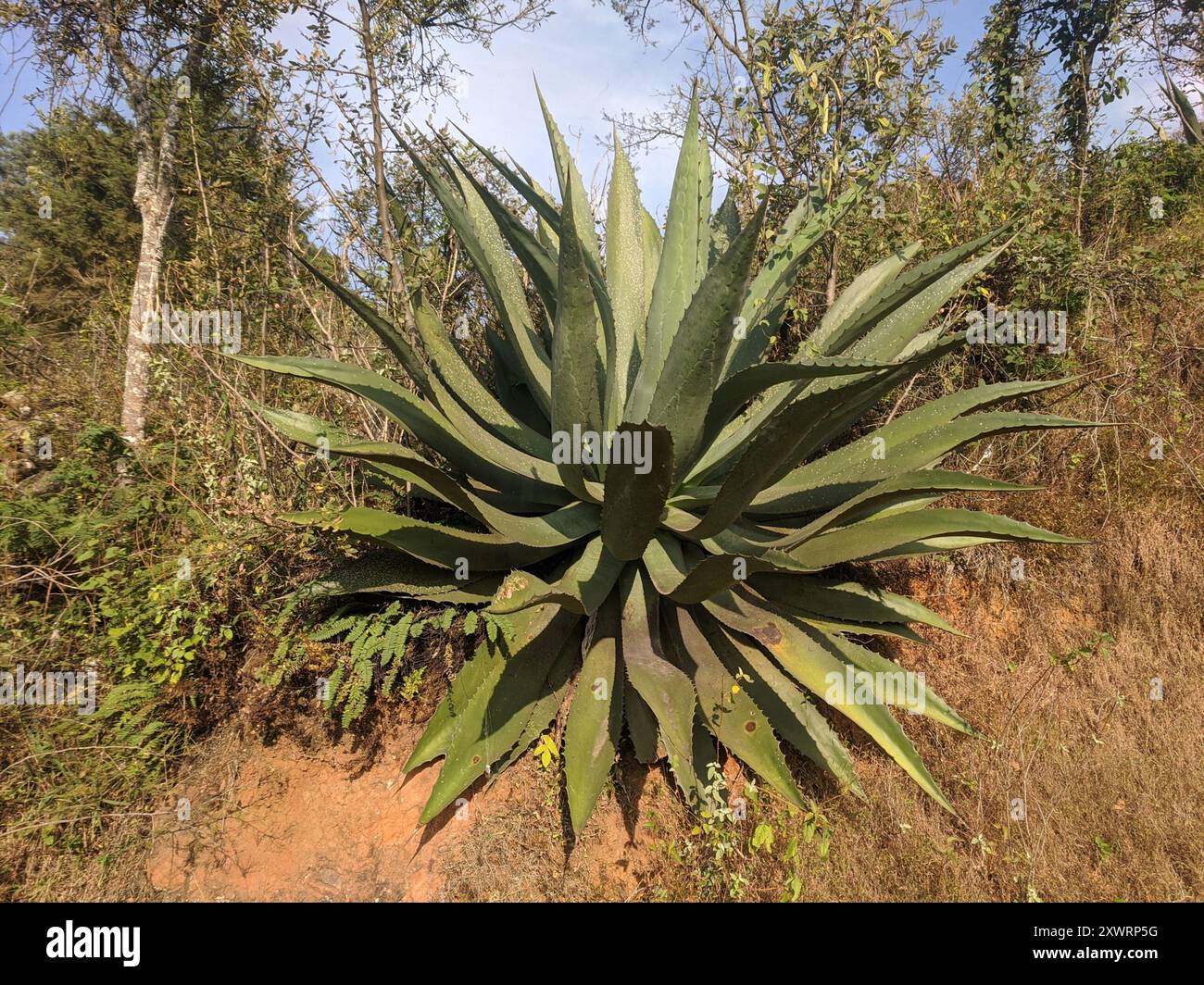 Agave salmiana hi-res stock photography and images - Alamy