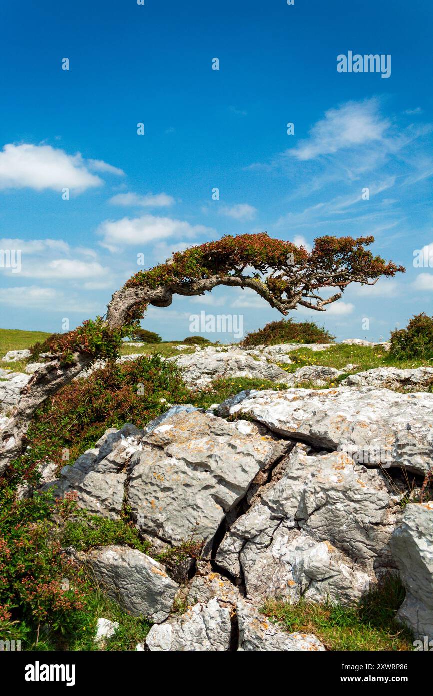 Windswept tree at Humphrey Head, Cumbria Stock Photo - Alamy