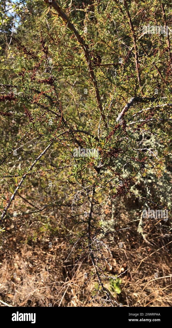 chamise (Adenostoma fasciculatum) Plantae Stock Photo - Alamy