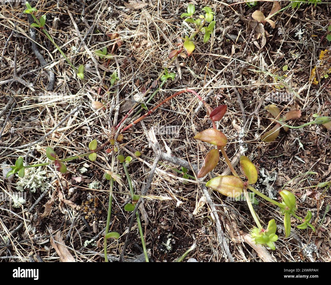 variable stinkweed (Opercularia varia) Plantae Stock Photo - Alamy
