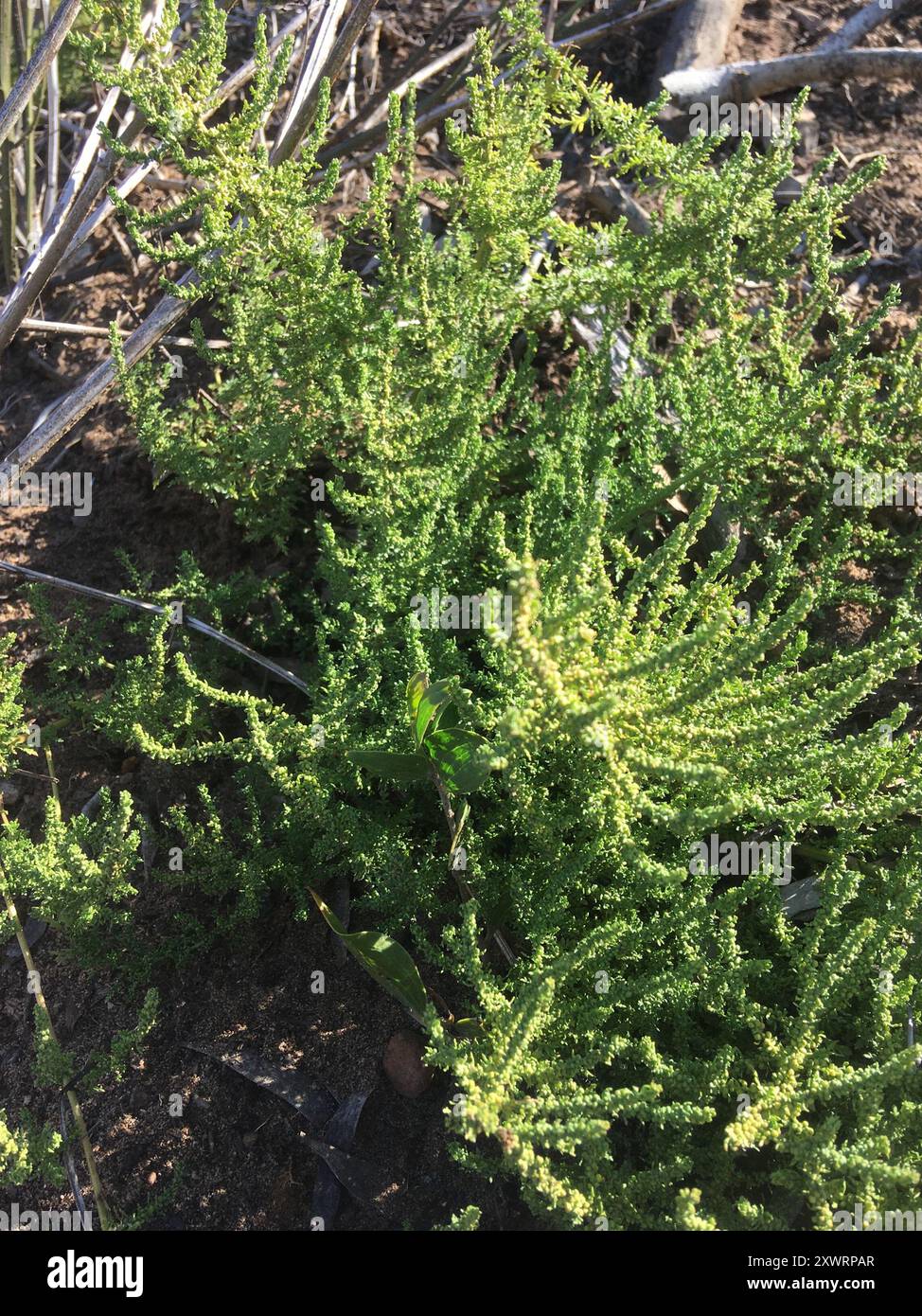 cutleaf goosefoot (Dysphania multifida) Plantae Stock Photo - Alamy