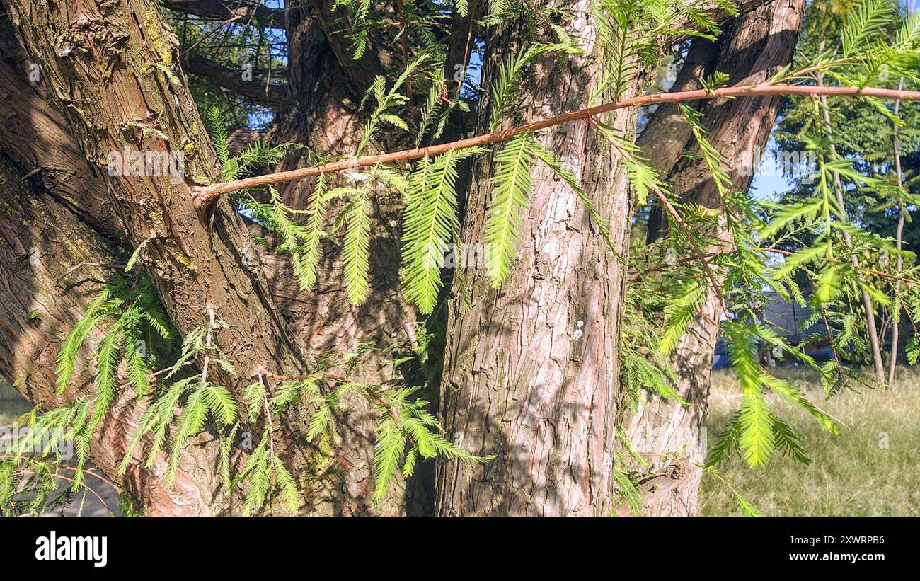 Montezuma cypress (Taxodium mucronatum) Plantae Stock Photo - Alamy