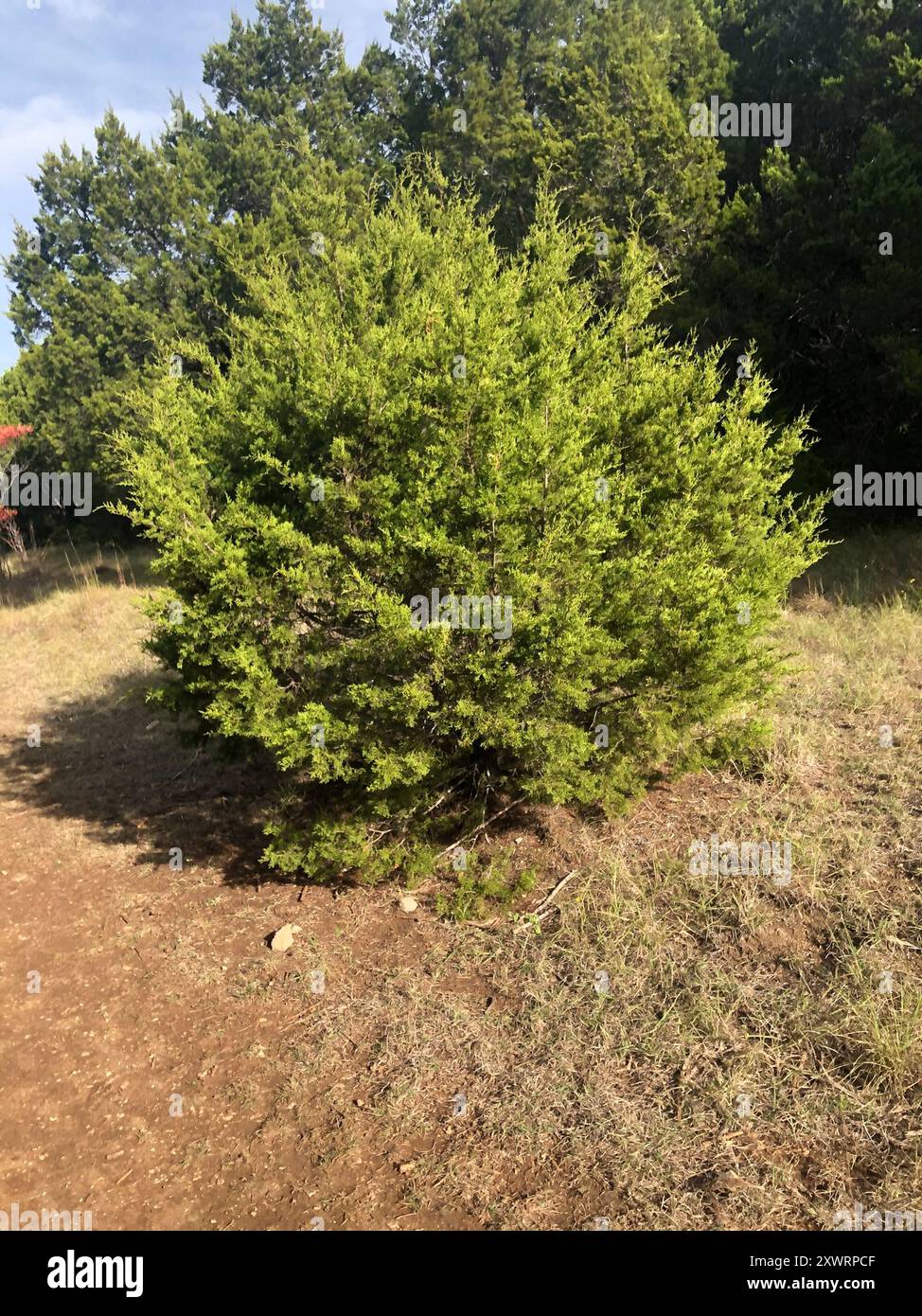 Ashe juniper (Juniperus ashei) Plantae Stock Photo - Alamy
