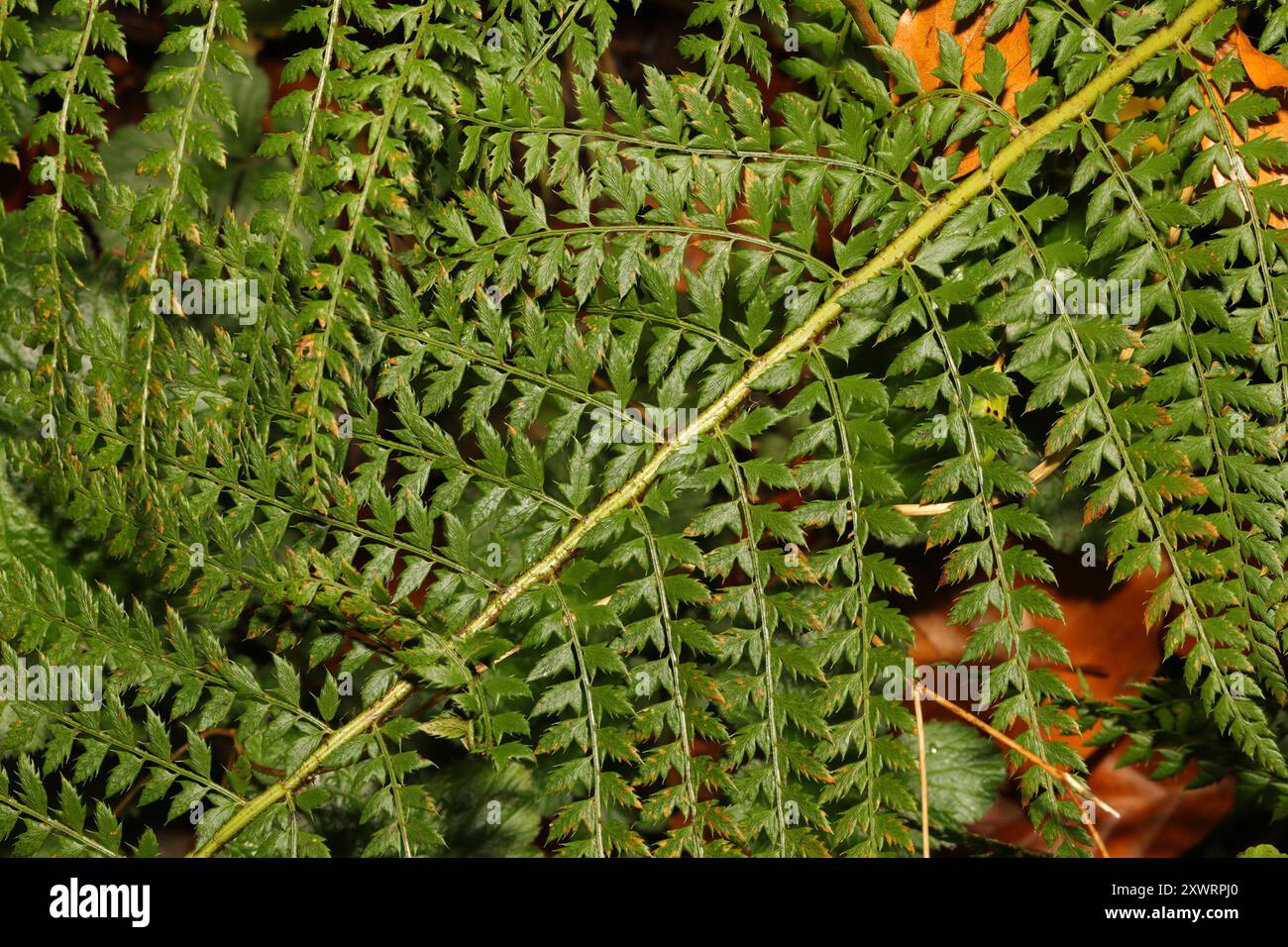 soft shield fern (Polystichum setiferum) Plantae Stock Photo - Alamy