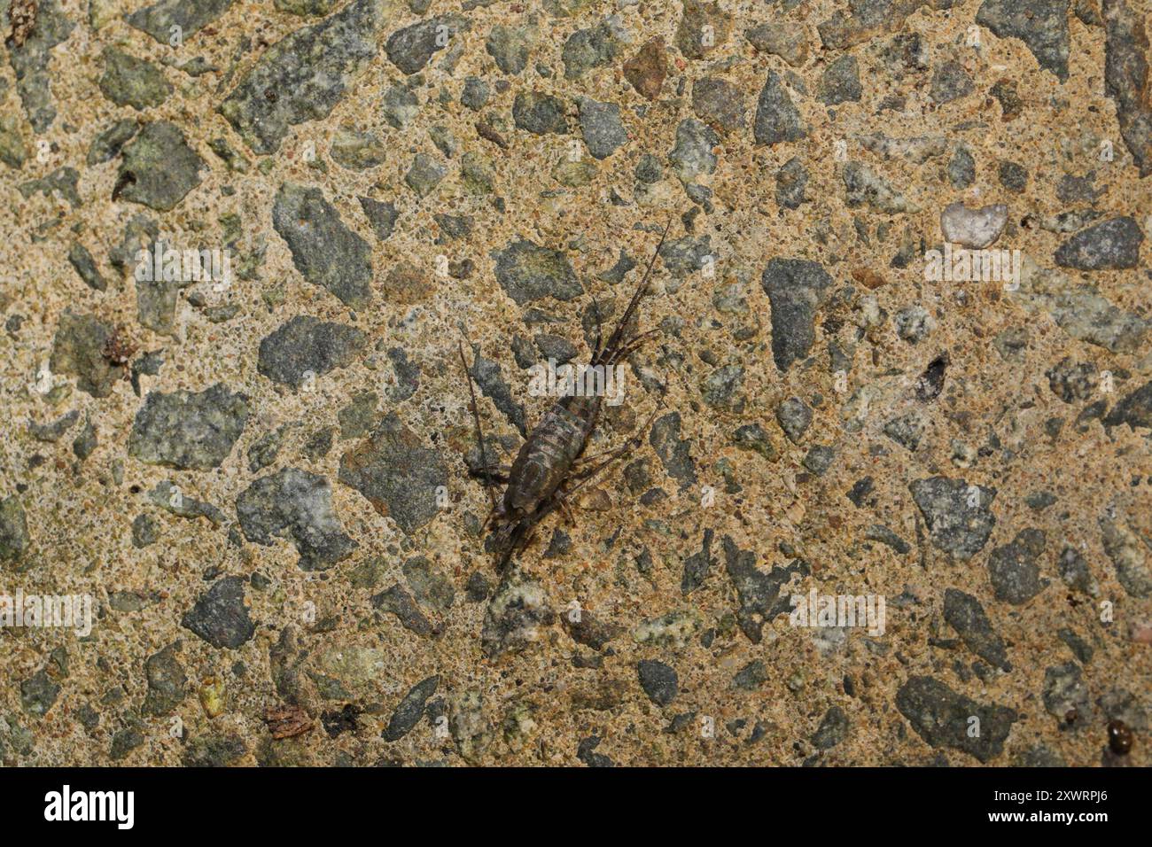 Shore bristletail hi-res stock photography and images - Alamy
