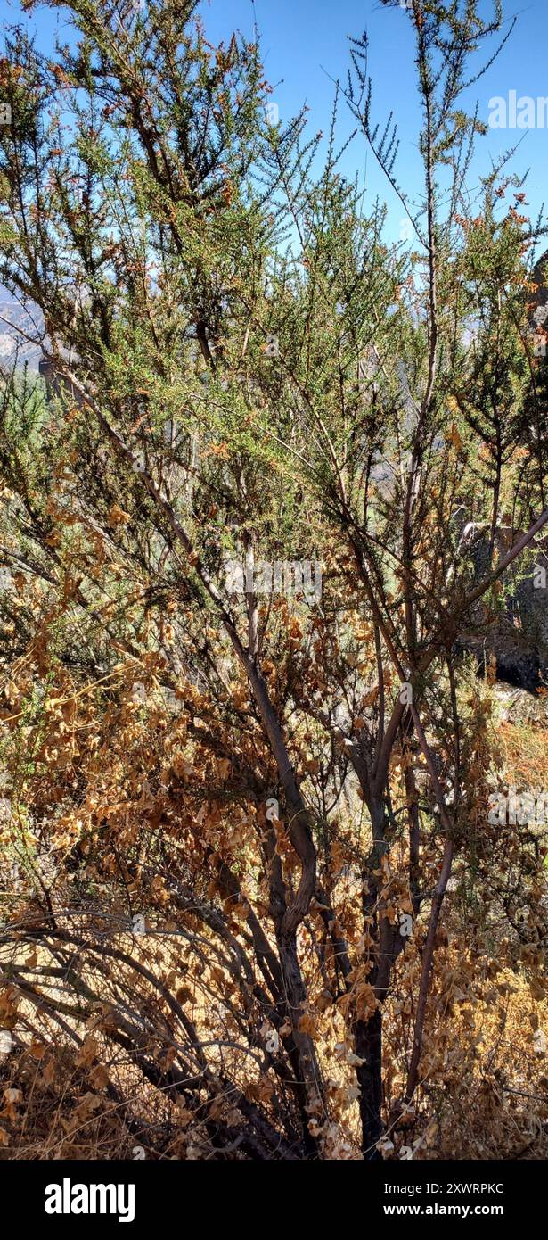 chamise (Adenostoma fasciculatum) Plantae Stock Photo - Alamy