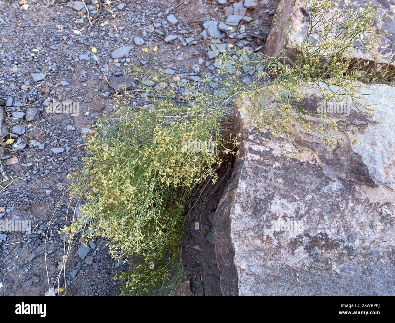 vascular plants (Tracheophyta) Plantae Stock Photo - Alamy