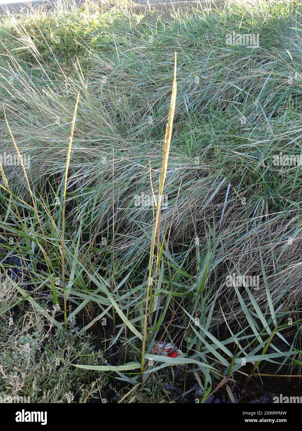 common cordgrass (Sporobolus anglicus) Plantae Stock Photo - Alamy