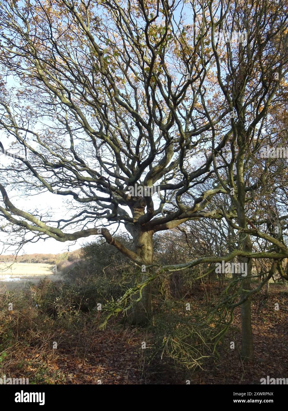 English oak (Quercus robur) Plantae Stock Photo - Alamy