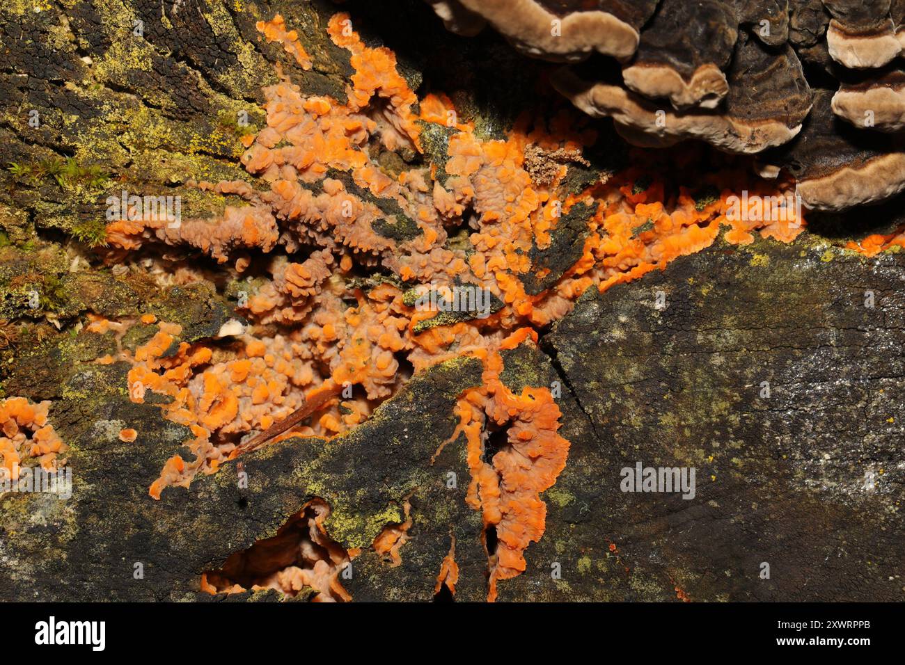 Wrinkled Crust (Phlebia radiata) Fungi Stock Photo - Alamy