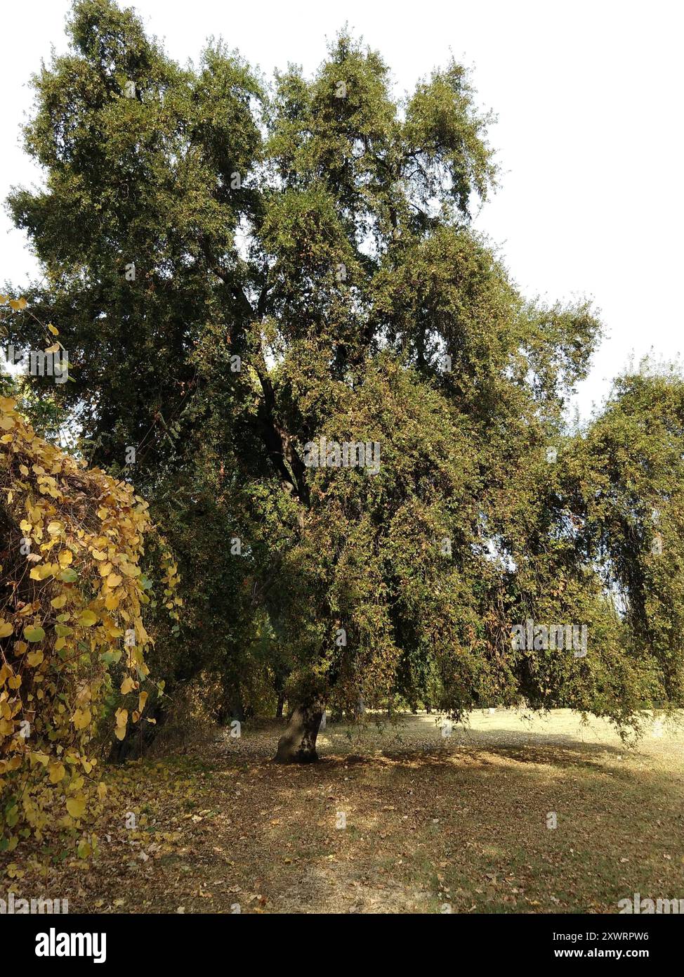 valley oak (Quercus lobata) Plantae Stock Photo - Alamy